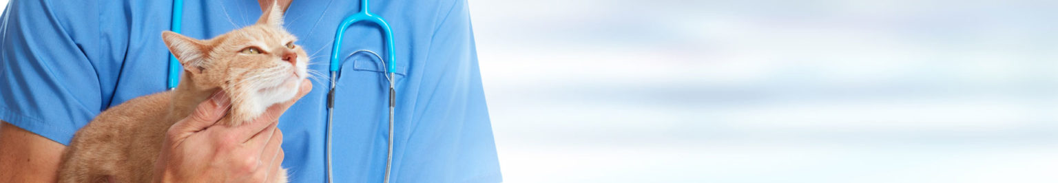 Best Online Vet Tech Schools