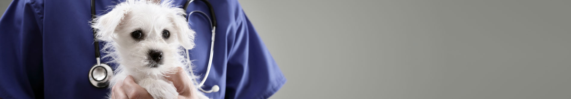 20 Accredited Online Colleges in Veterinary - Accredited Online Colleges